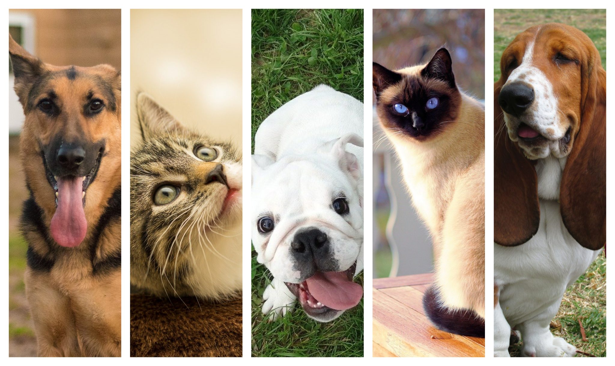 Asigurare animale de companie - protecție medicală premium câini și pisici